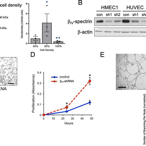 βiv Spectrin Recruits Camkii To Form A Trimeric Complex With Vegfr2 To Download Scientific