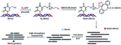 Schematic Illustration Of The Enzyme Mediated Bioorthogonal Labeling Download Scientific