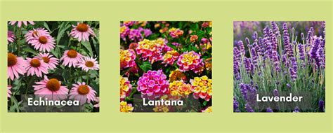 All You Need To Know About Plant Heat Stress Gardeners Guild Sf Bay