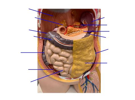 Abdominal Organs Diagram Quizlet