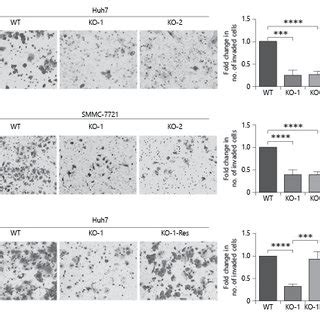 Knockout Of Ajuba Attenuates The Migration Of HCC Cells A Ajuba