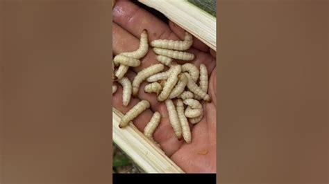 ທຳມະຊາດ Youtube