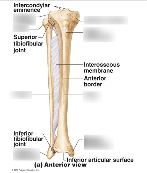 Features Of Long Bones Diagram Quizlet