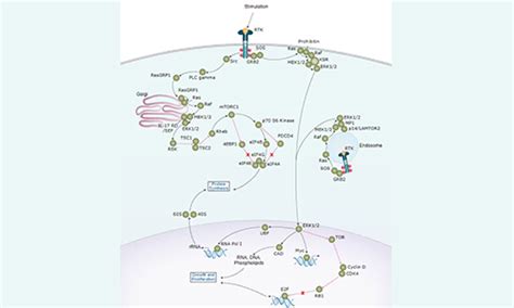 MAPK Signaling Pathway Mitogen Stimulation Pathway Aladdin Scientific