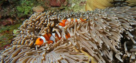 Anemone Reef Sanook Scuba