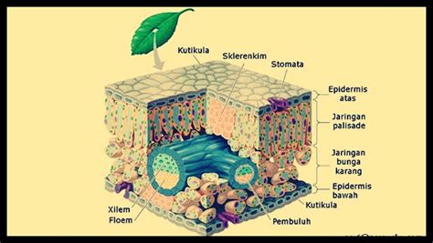 Ciri Ciri Jaringan Epidermis Tumbuhan Yang Benar Adalah Jaringan