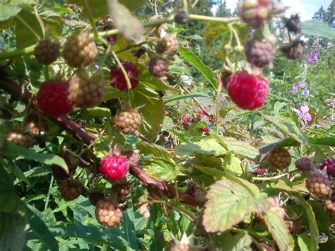 Create Meme Raspberry Variety Repair Raspberries Raspberry Variety