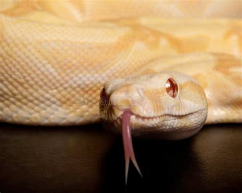 Albino Red Tailed Boa On Black Background Stock Image Image Of Snakes