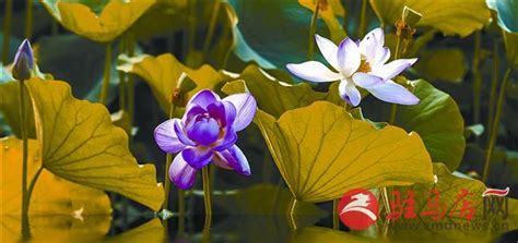 置地公園內荷花盛開惹人醉 每日頭條
