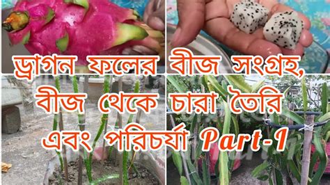 ড্রাগন ফলের বীজ সংগ্রহ বীজ থেকে চারা তৈরি এবং পরিচর্যা Part I Youtube