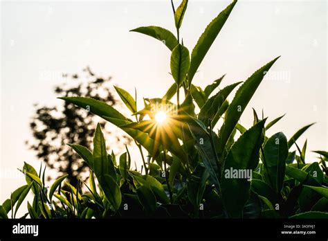 Natural Tea Plantation In Devala Hutty Sunset Tamilnadu India Stock