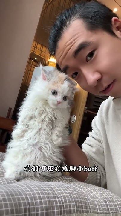 他真的把知识全给了颜值 摇粒绒小猫咪 拿破仑 塞尔凯克 塞尔凯克卷毛猫 拿破仑矮脚猫 Youtube