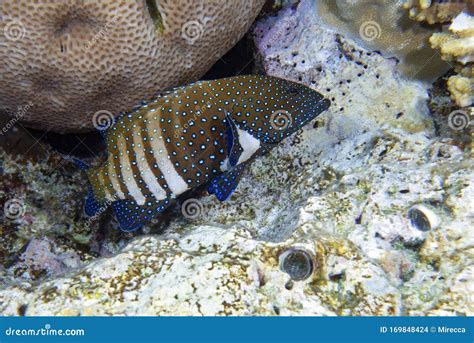 Peacock Hind Grouper Fish Blue Spotted Grouper Cephalopholis Argus In