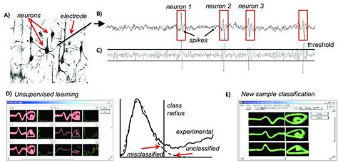 A The Extracellular Microelectrode Recordings Register The Activity Of Download Scientific