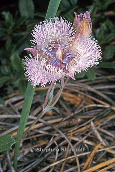 Calochortus Coeruleus