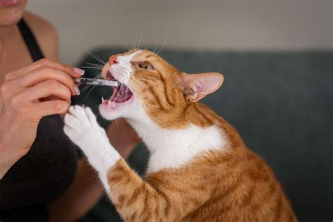 Azithromycin For Cats
