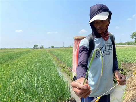 Serangan Ulat Grayak Bikin Daun Berambang Nganjuk Kering Radar Kediri