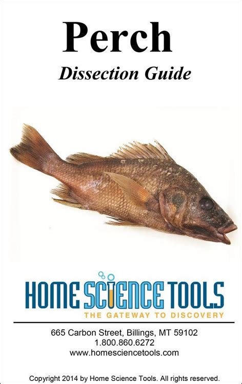 Perch Dissection Guide Home Science Tools