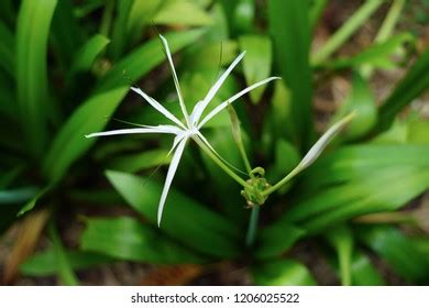 Beautiful Crinum Asiaticum Crinum Lily Spider Stock Photo Shutterstock