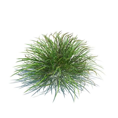 Green Grass Shrub By Evermotion Highly Detailed 3d Model Of Plant With