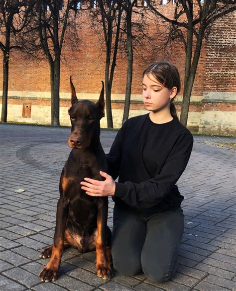 Doberman | Доберман, Фотосессия