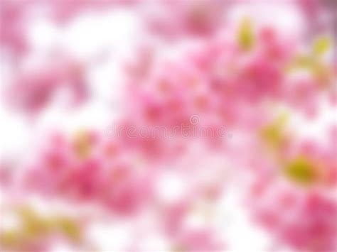 Fondo Borroso Fondo Bokeh Fondo Naturaleza Bokeh Fondo Desenfocado