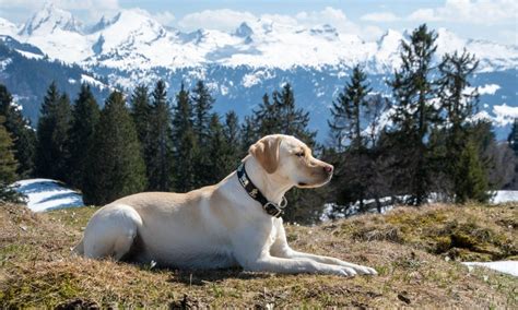 13 Tracker Dog Breeds Youll Love I Dog Snobs