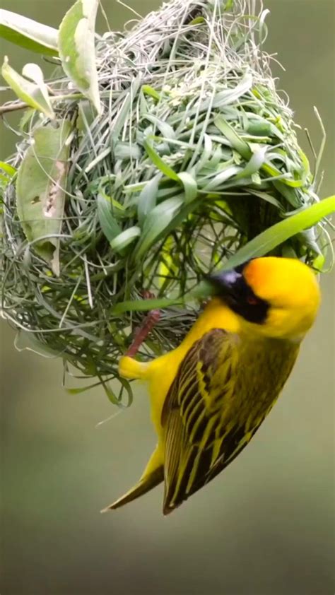 Bird Nest Identification Chart Spot And Identify Bird Nests Easily