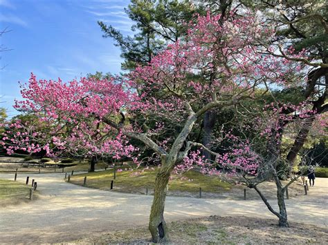 香川【栗林公園】梅の開花情報2024！「梅まつり」も開催 四国お出かけスポット