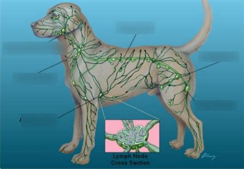 Diagram Of Palpable Lymph Nodes Quizlet