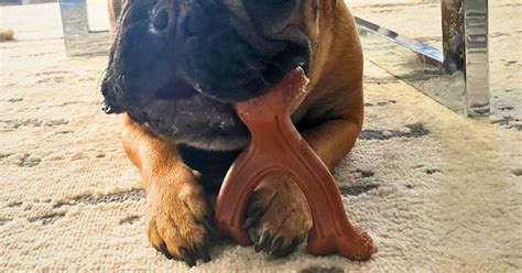 Up To 55 Off Nylabone Chew Toys On Amazon Today Only Hip2save