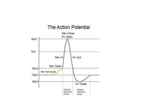 Neuronal Communication Epsp And Ipsp Ppt