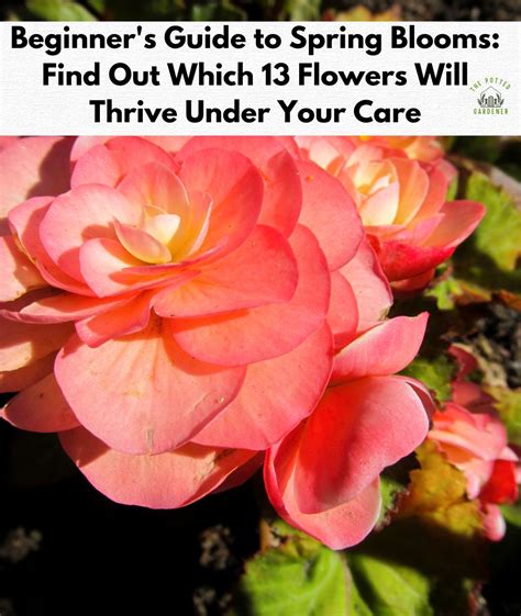 Successfully Growing Lime Trees In Pots Full Beginners Guide The