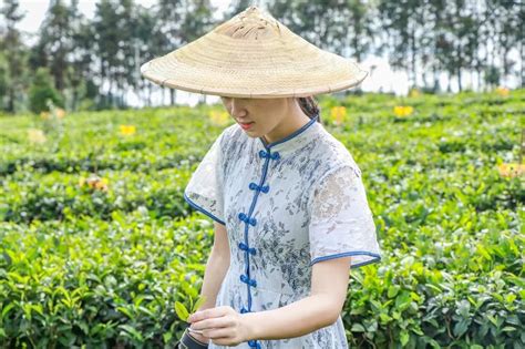 有一种叫云南的生活 腾冲高黎贡山茶博园的治愈系打开方式
