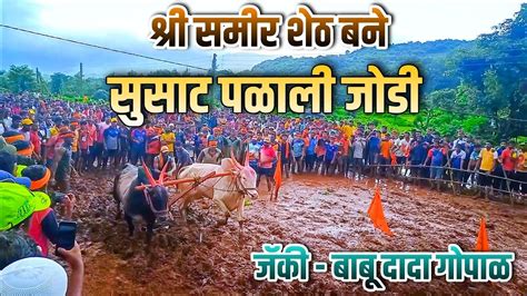 ह्या बैलांच्या पिकअप ला तोड नाही ।समीर शेठ बने यांचे शिवा शंकर । जॅकी