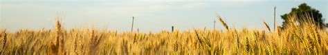 Us Wheat Associates Linkedin
