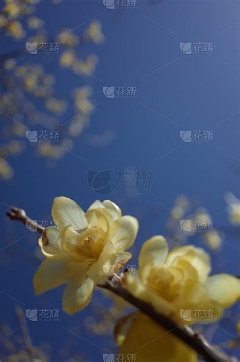 腊梅平和透过其它物体观看环境雪仅一朵花公园色彩鲜艳香水自然美
