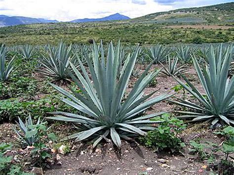 Maguey On Pinterest Agaves Aloe And Tequila