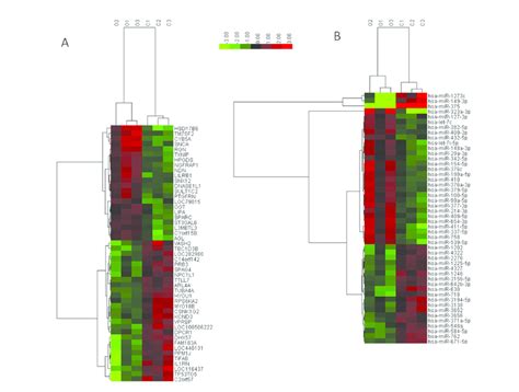 Hierarchical Clustering Of Mrnas A And Mirnas B In Testicular Tissue