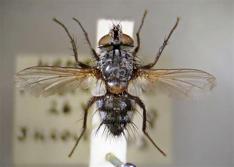 Phebellia Glirina Flickr