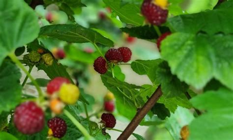 Raspberry Tree Hararasp One Or Two Potted Plants Groupon