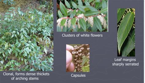 Trees Shrubs And Vine Identification Flashcards Quizlet