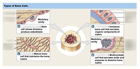 Bone Cells Diagram Quizlet