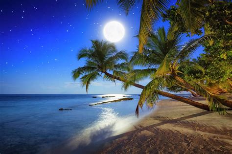 Moon Palm Beach Wallpaper