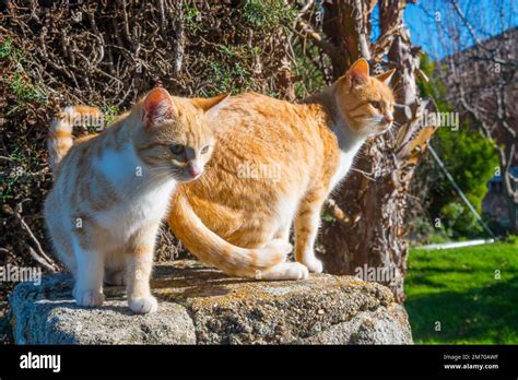 What Is A Tabby And White Cat Called At Adam Goudeau Blog