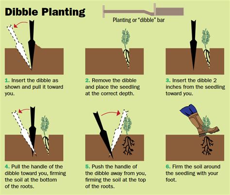 Tree Planting Pine Spacing Chart