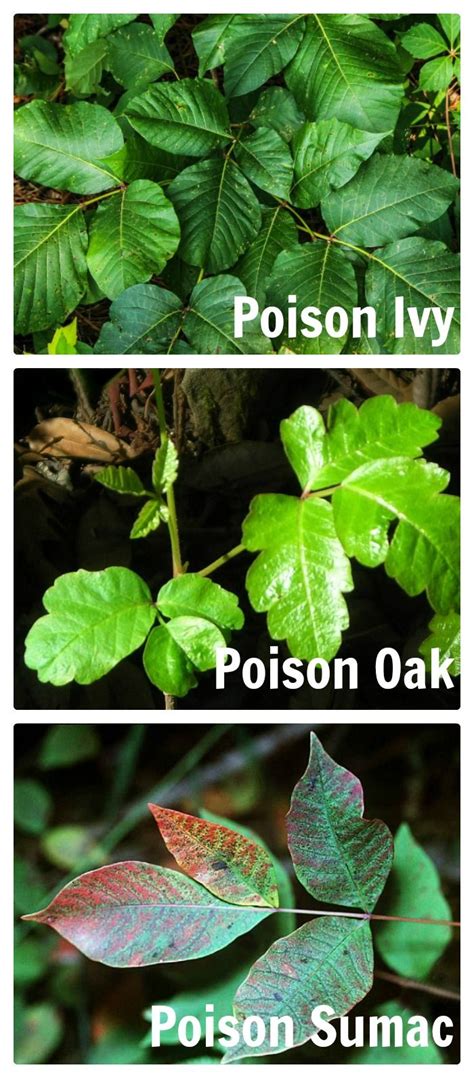 How To Get Rid Of Poison Ivy Poison Sumac And Poison Oak Poison Ivy