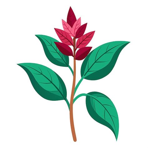 Premium Vector Amaranth Food Vector Illustration