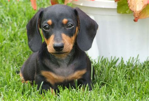 Le Teckel Dachshund Chassons