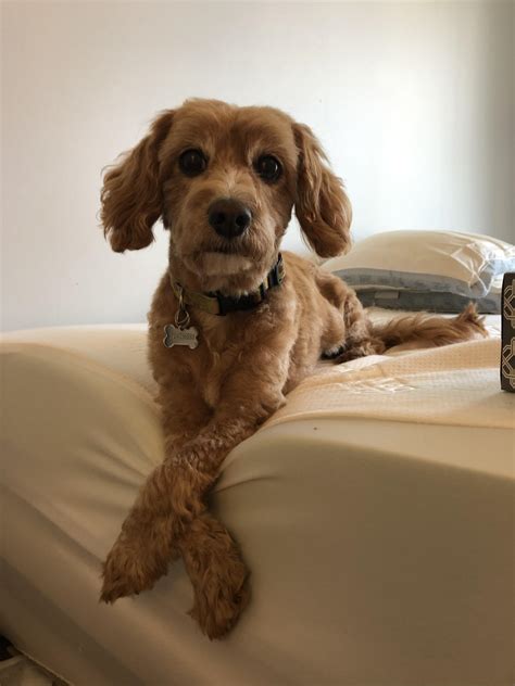 174 Best Rcavapoo Images On Pholder Almost 12 Years Old Still A Cutie